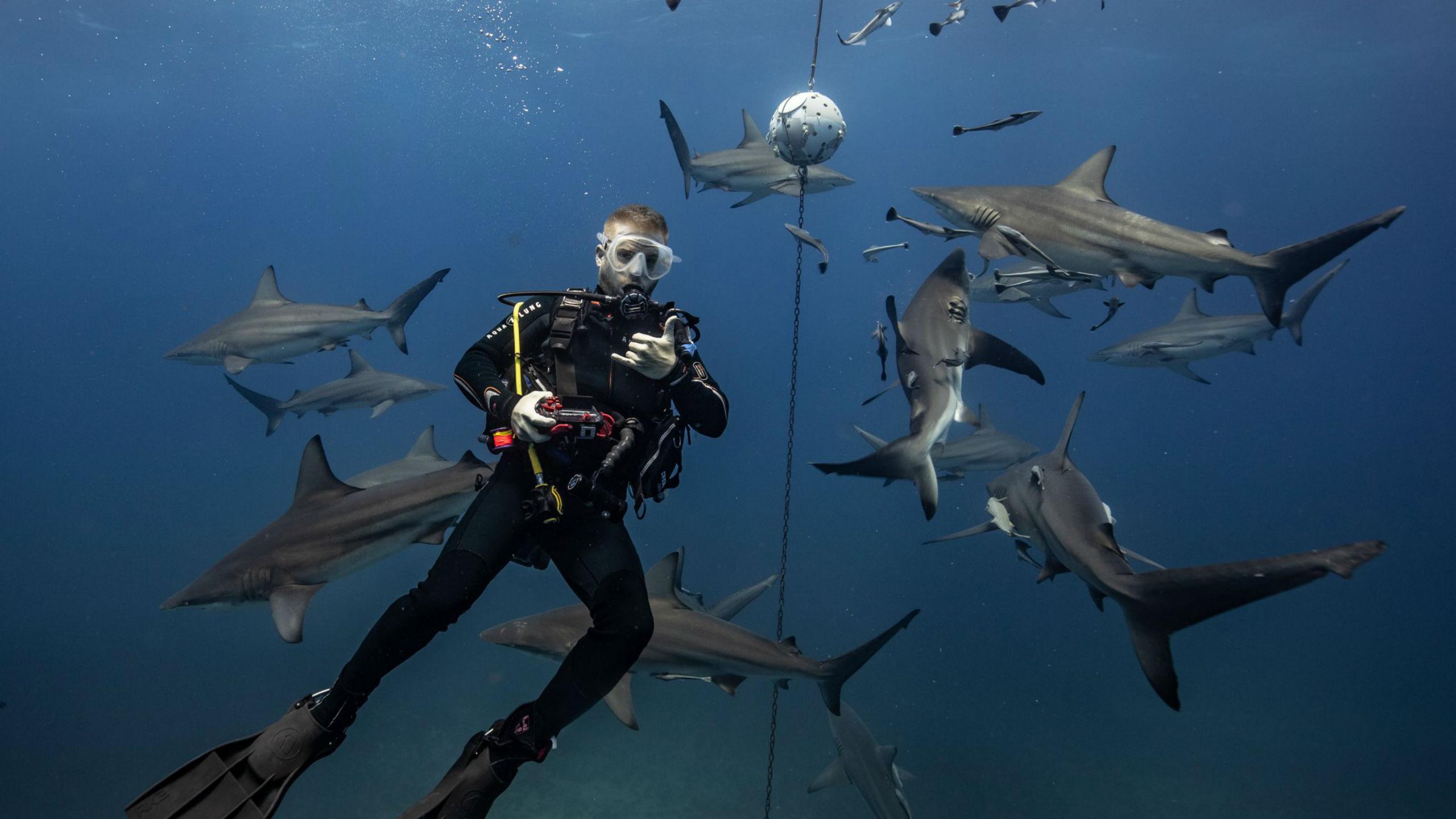 Shark Diving in Umkomaas for Certified Divers | Blue Ocean Dive Resort ...