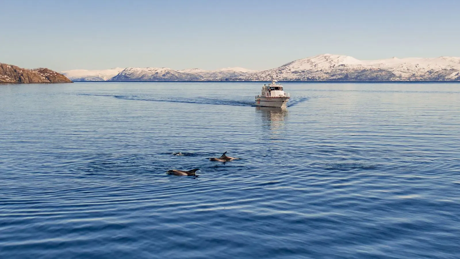 Paseo en barco en Altafjord con avistamiento de ballenas y bebidas ...