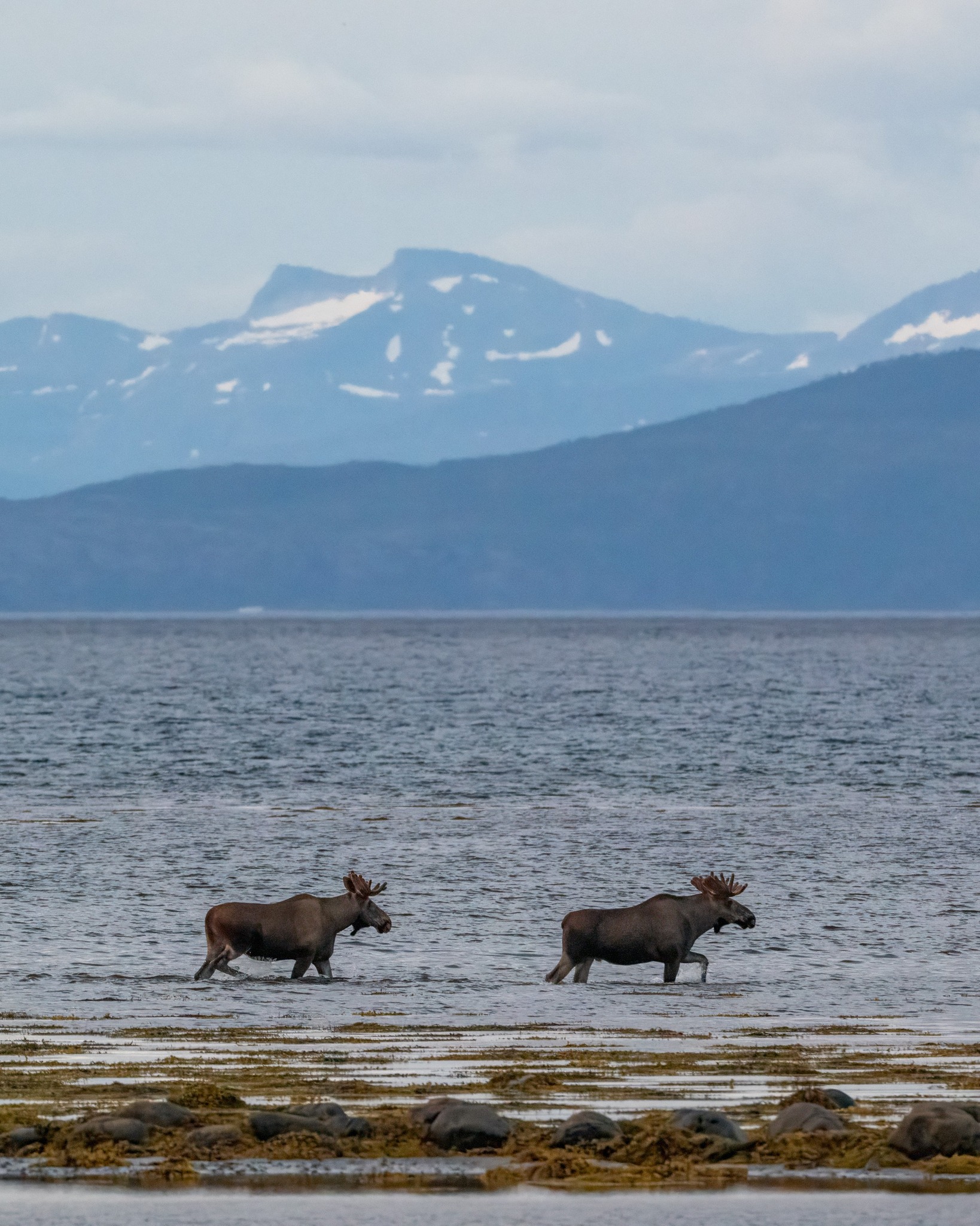 Moose Safari Minivan Tour in Vesterålen with Local Guide from 1350 NOK ...