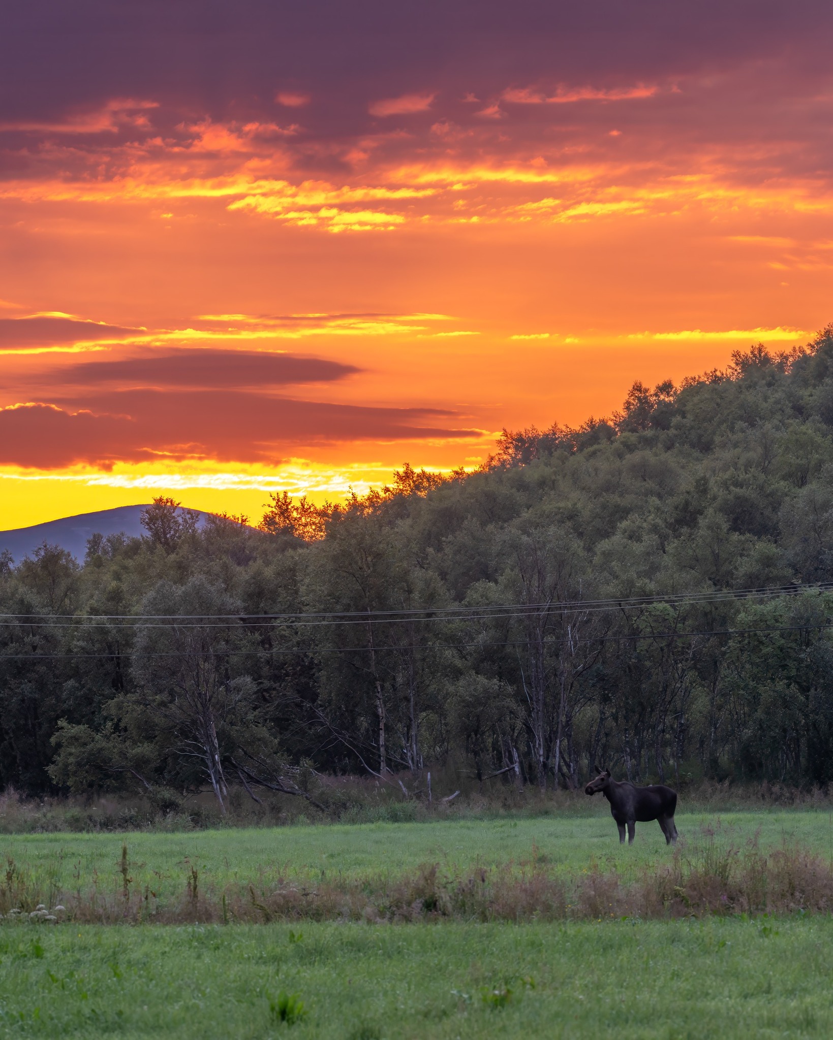 Moose Safari Minivan Tour in Vesterålen with Local Guide from 1350 NOK ...