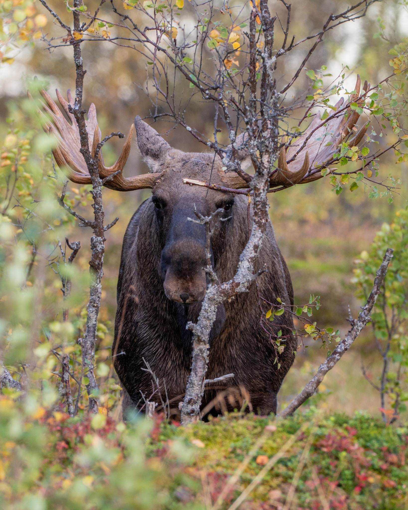 Moose Safari Minivan Tour in Vesterålen with Local Guide from 1350 NOK ...