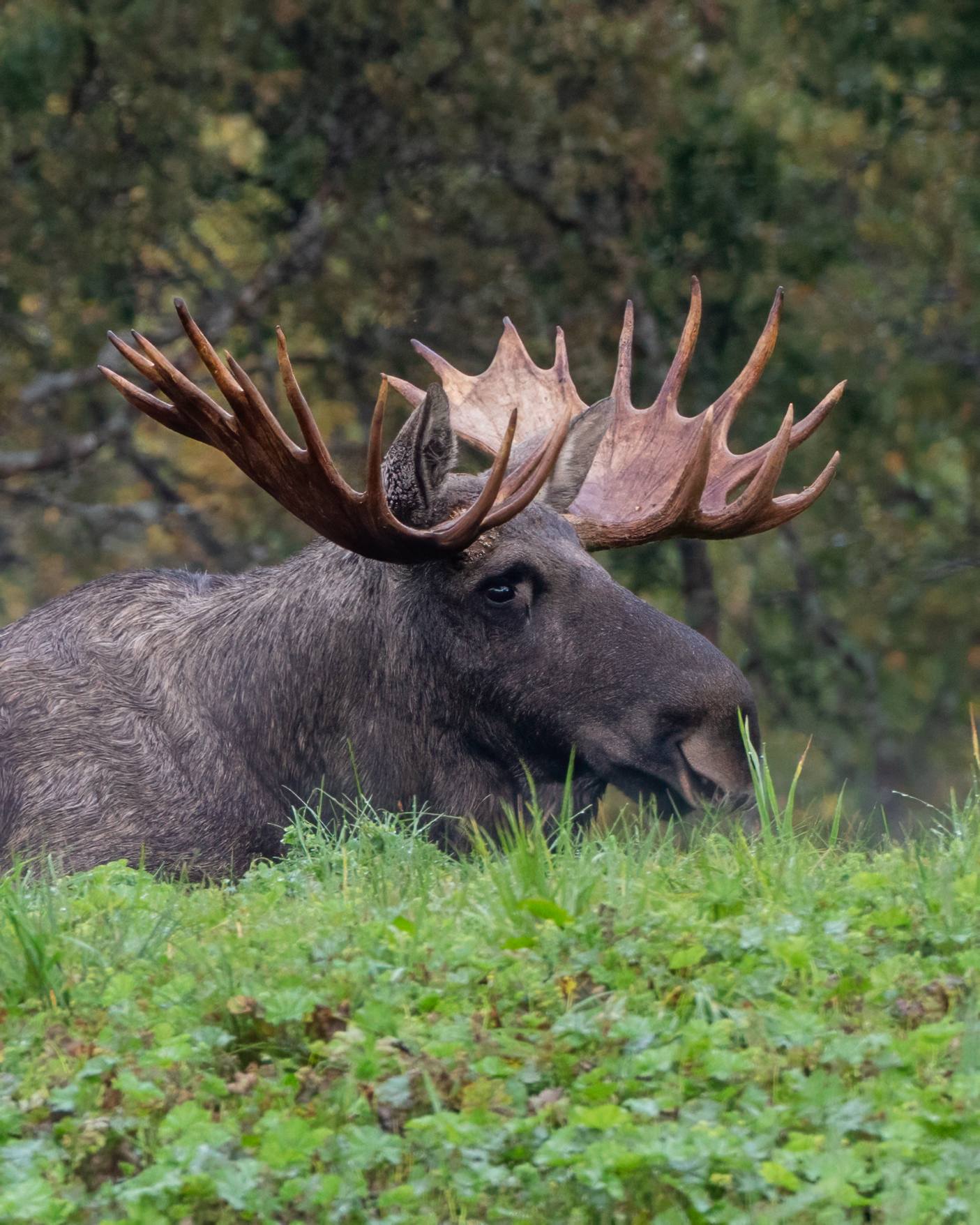 Moose Safari Minivan Tour in Vesterålen with Local Guide from 1350 NOK ...